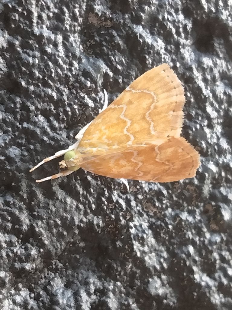White-roped Glaphyria Moth from Dallas, TX 75210, USA on July 12, 2023 ...