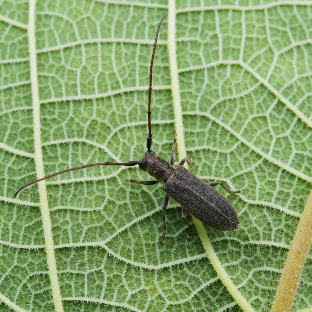 Asaperdina from 贵州省贵阳市花溪区荷塘月色 on June 6, 2023 at 05:03 PM by Simba ...