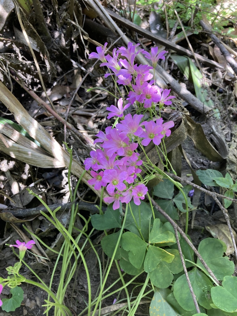 Largeflower pink-sorrel from Royal National Park, Royal National Park ...