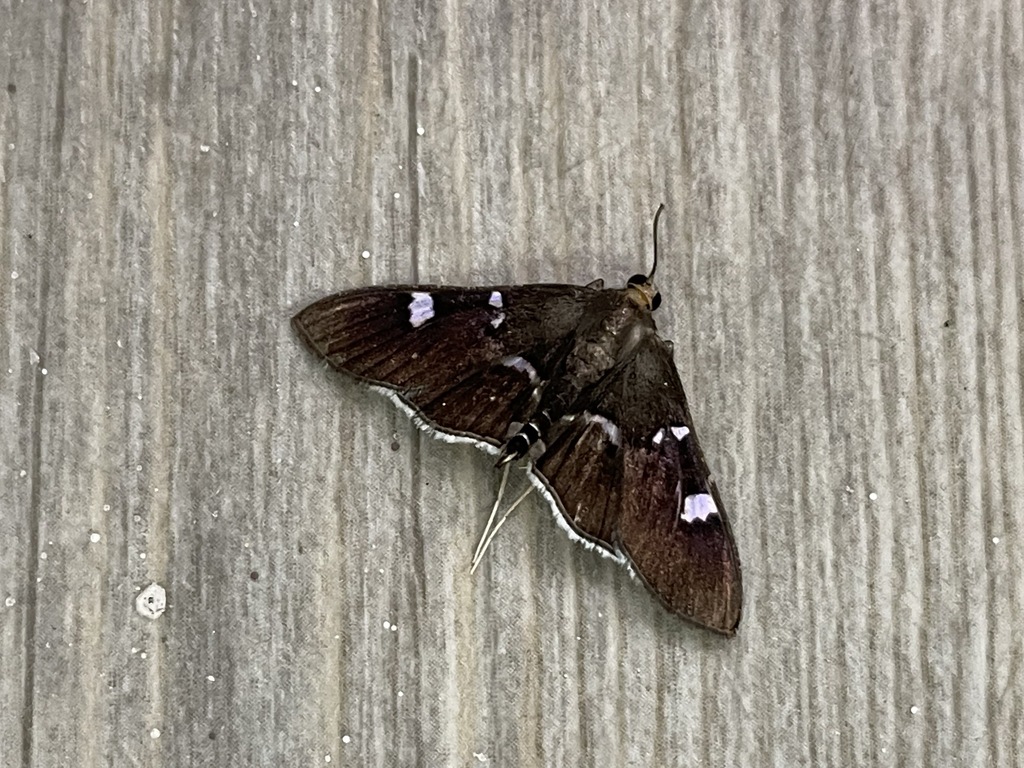 Pearl Moths from Pinares Alto, Pereira, Risaralda, Colombia on October ...