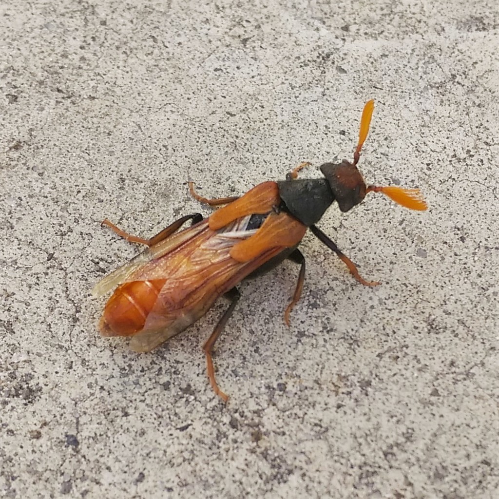 Sitarida flavicornis from Stonny Batter Rd, Minto, NSW, AU on February ...
