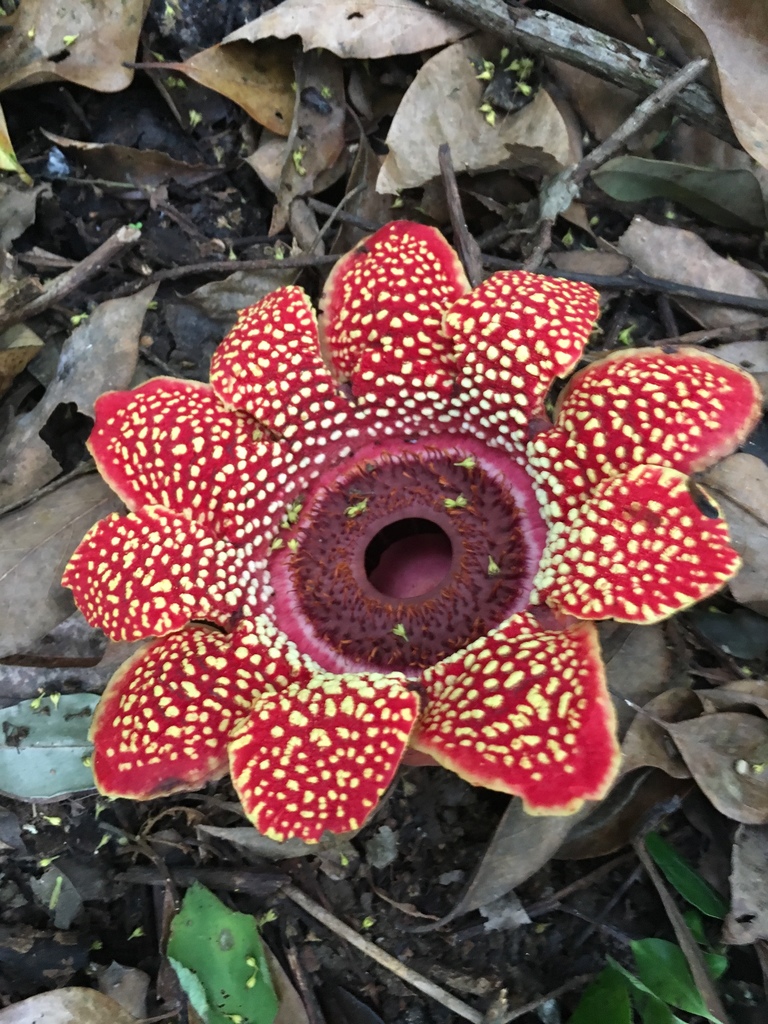 Himalayan sapria from Chiang Mai, TH on January 5, 2019 at 12:50 PM by ...