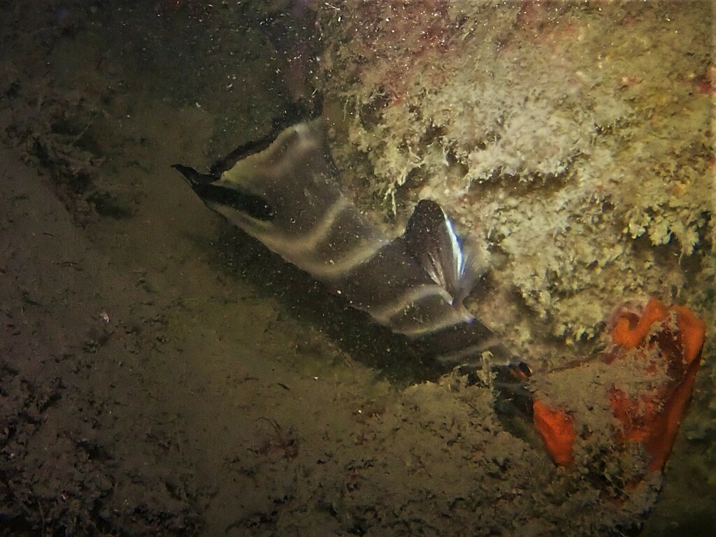 Western Talma from Ngarkal Beach, Medina Parade, North Coogee WA ...