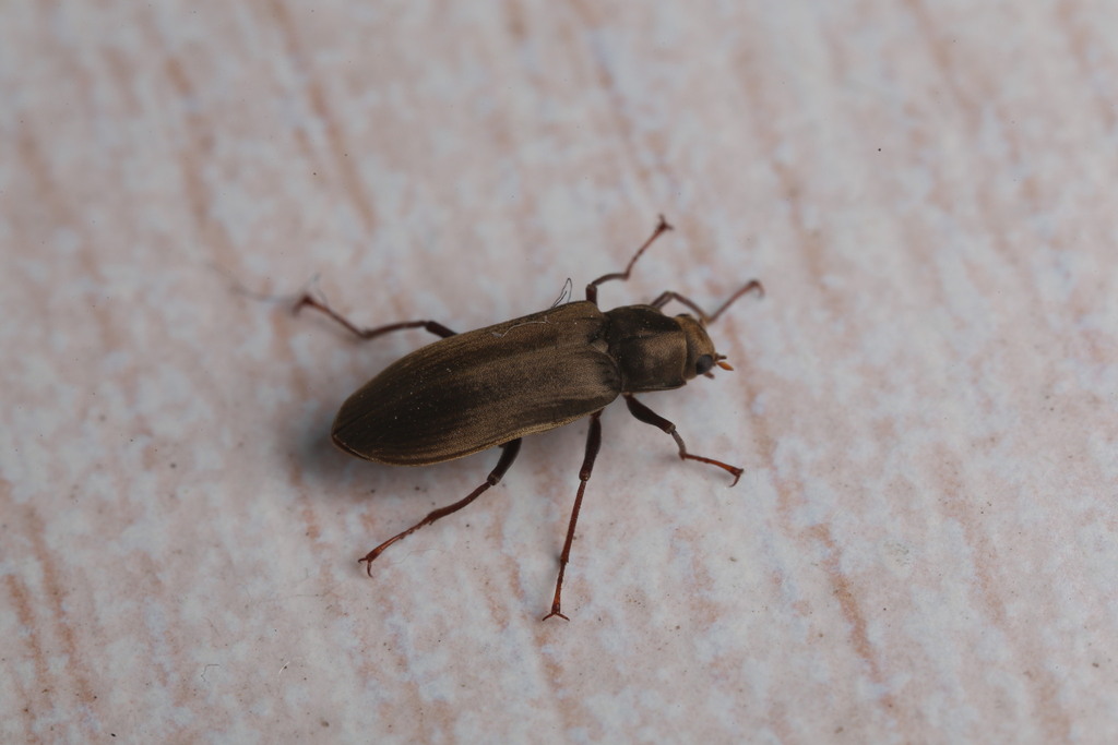 long-toed water beetles from 中国北京市密云区 on July 12, 2023 at 02:07 PM by ...