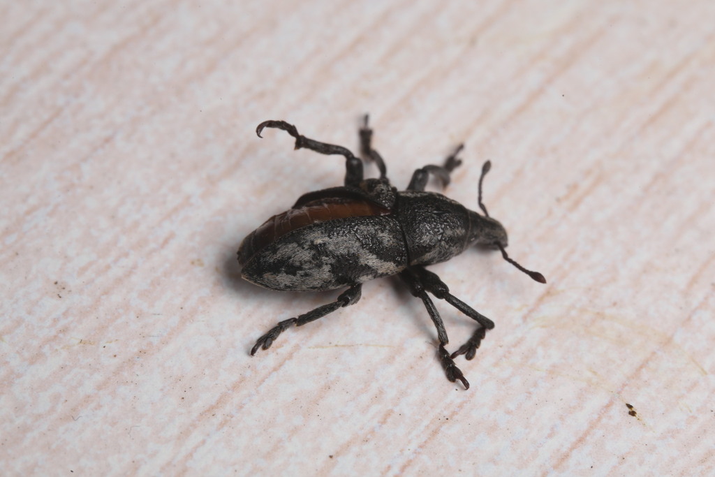 Adosomus koreanus from 中国北京市密云区 on July 12, 2023 at 02:09 PM by Mushan ...