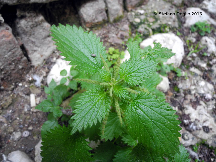 nettle family (Urticaceae) - Botanical Realm