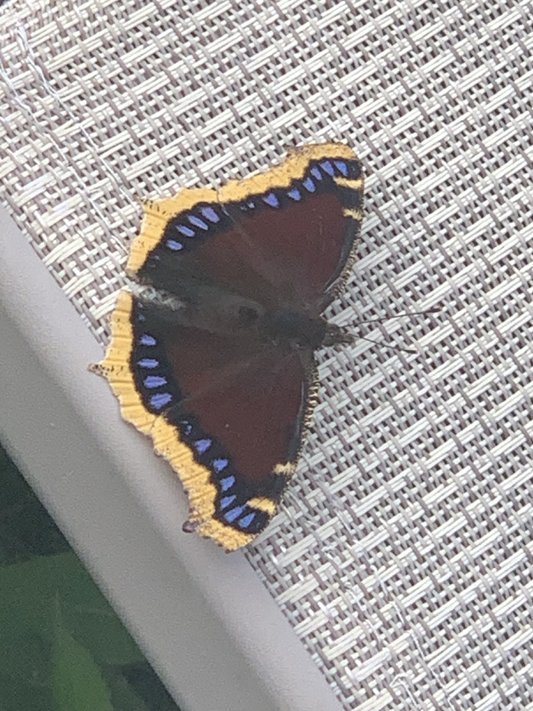 Mourning Cloak from île Jésus, Laval, QC, CA on July 12, 2023 at 10:32 ...