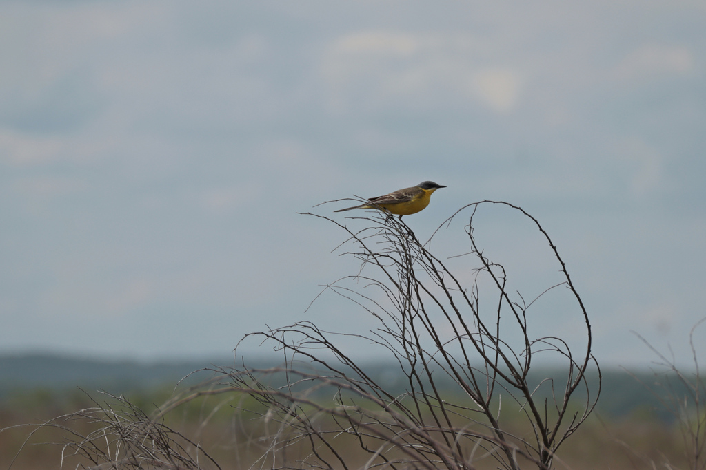 Western Yellow Wagtail from Надеждинский р-н, Приморский край, Россия ...