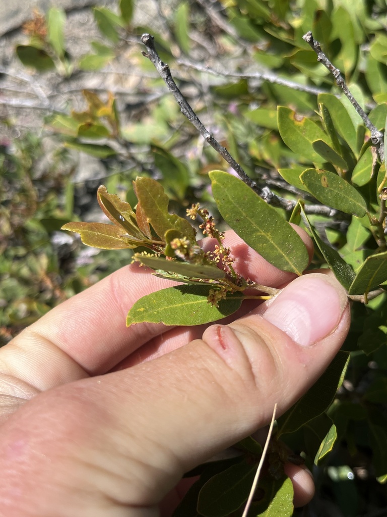 huckleberry oak from Tahoe National Forest, Truckee, CA, US on July 3 ...