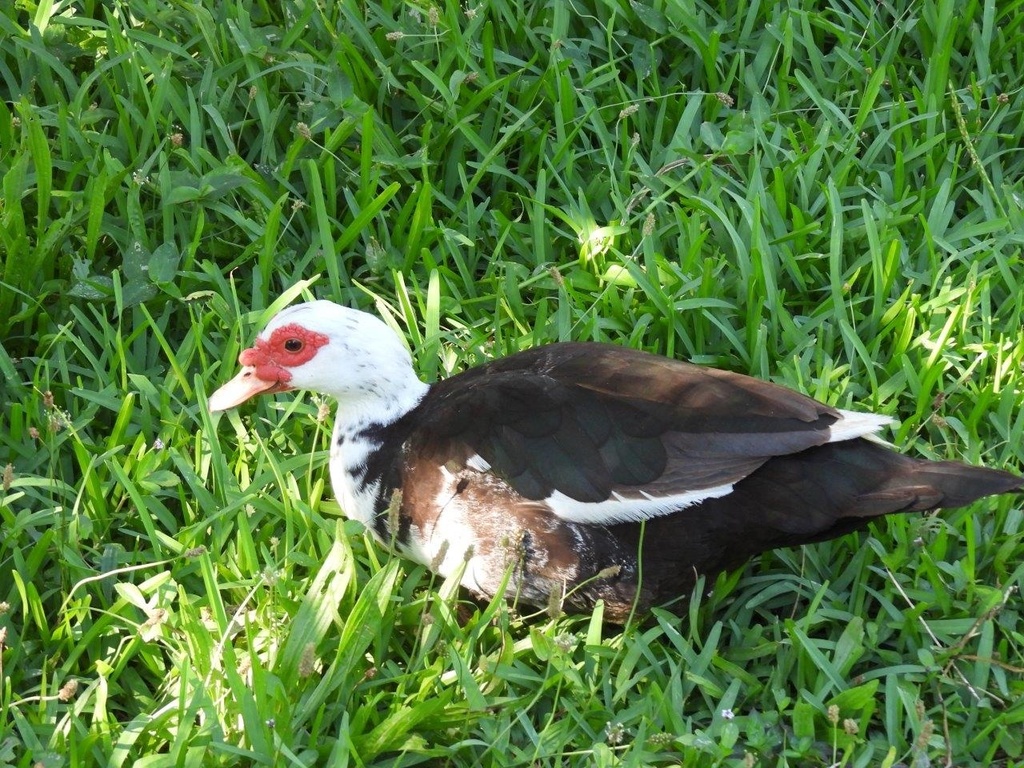 Domestic Muscovy Duck from Spittal Pond Nature Reserve, Bermuda, BM on ...
