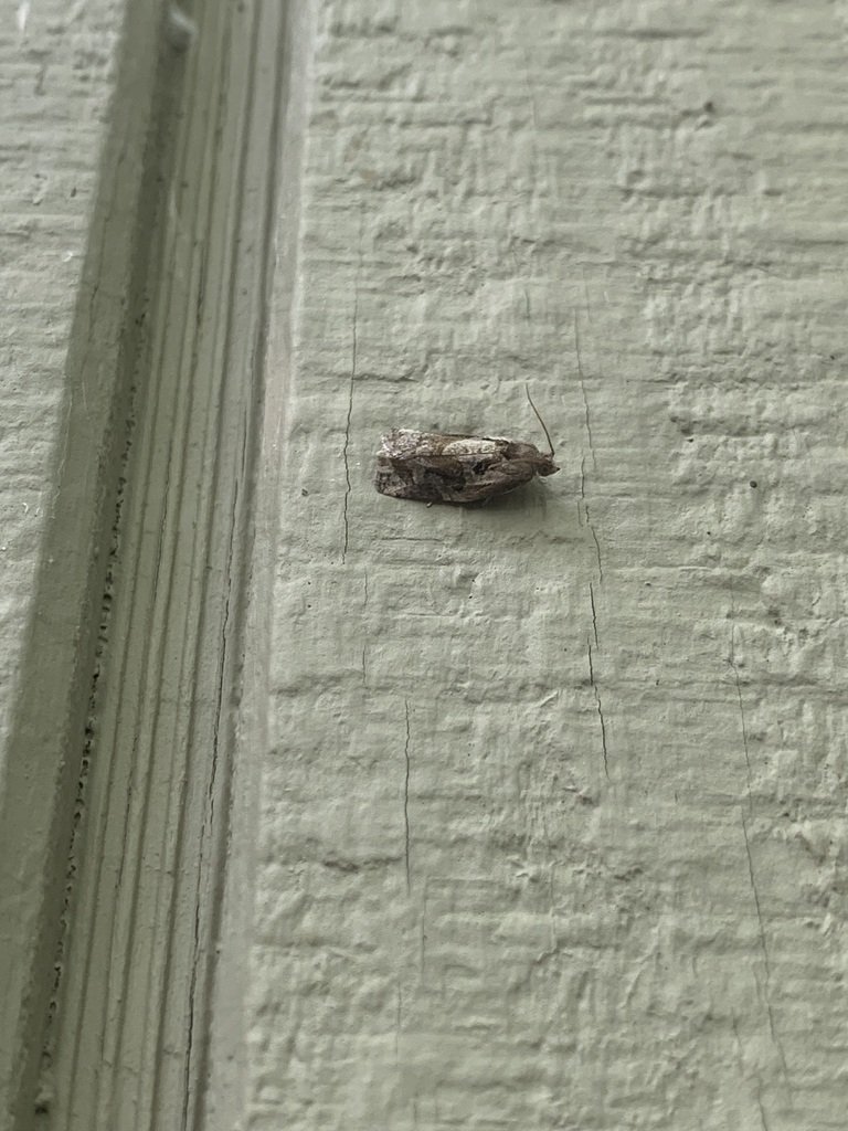 Spruce Budworm Moth from Northern Highland American Legion State Forest ...