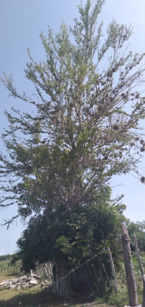 Phyllostylon rhamnoides in July 2023 by Jaskeen Paniagua · iNaturalist