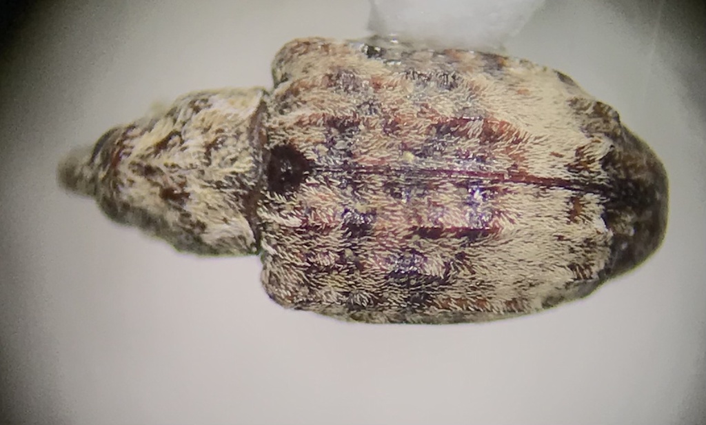 Pecan Gall Curculio from Vermillion, SD, US on June 19, 2023 at 05:01 ...