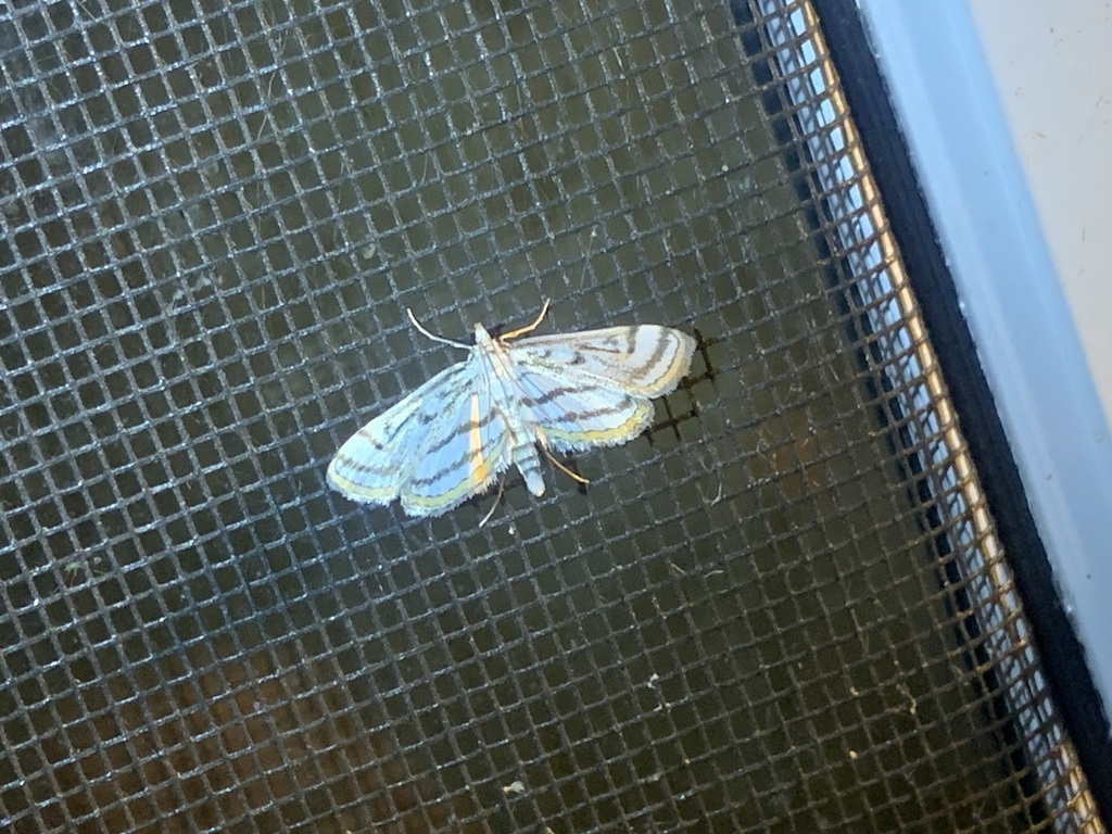 Chestnut-marked Pondweed Moth from Northern Highland American Legion ...