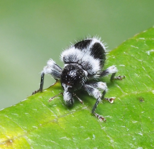 Genus Demimaea · iNaturalist