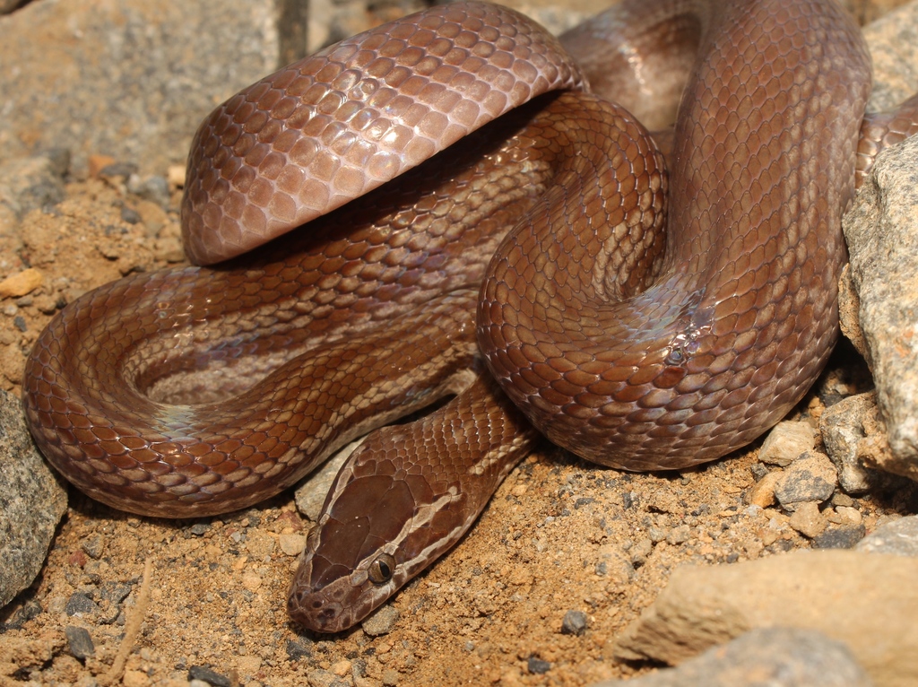 Cape House Snake (Biogaps (s Afr) Pentad 3215_2140: Species List ...