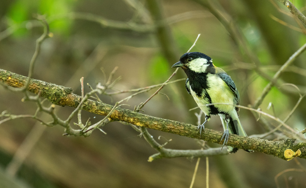 Parus minor minor from Meiji Jingu, Shibuya, Tokyo, JP on July 10, 2023 ...