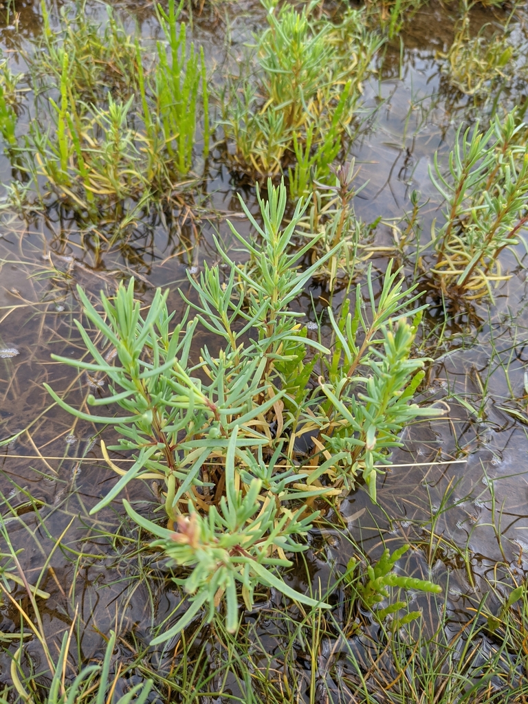 Herbaceous Seepweed (Suaeda maritima) - Botanical Realm