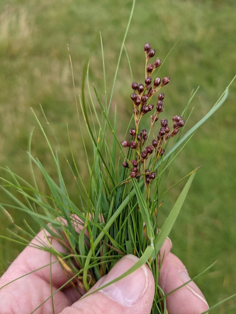 Saltmeadow Rush from Pilling, Preston PR3 6HA, UK on July 12, 2023 at ...