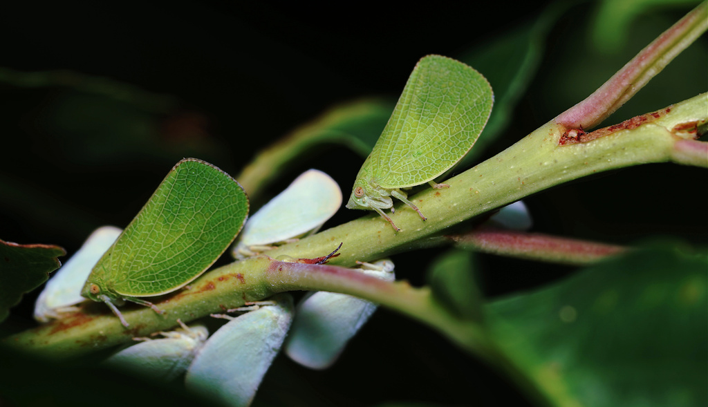 Green Cone-headed Planthopper from Stafford County, VA, USA on July 12 ...