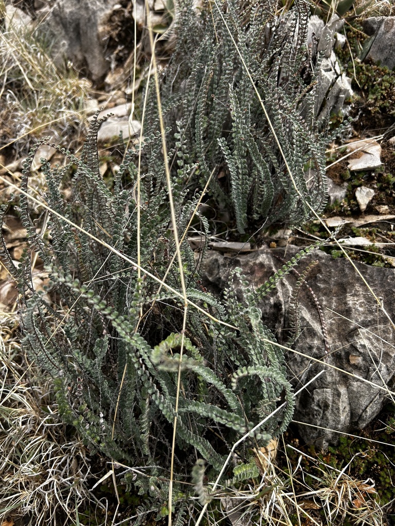 scaly cloak-fern from Van Horn, TX, US on July 11, 2023 at 03:49 PM by ...