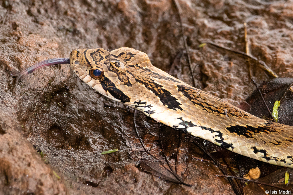 Boipeva-da-Mata (Anfíbios e répteis do Parque Nacional da Tijuca ...