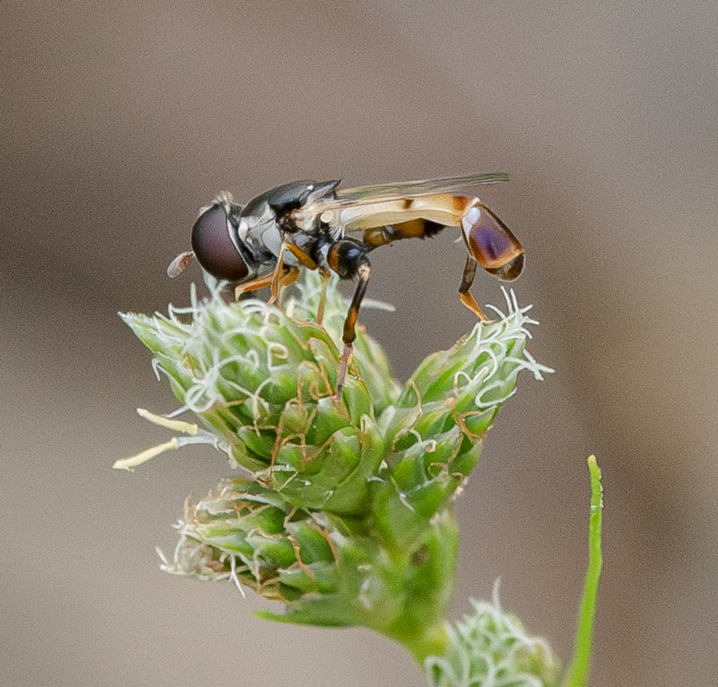 Peg-legged Compost Fly from Lunenburg County, VA, USA on July 10, 2023 ...