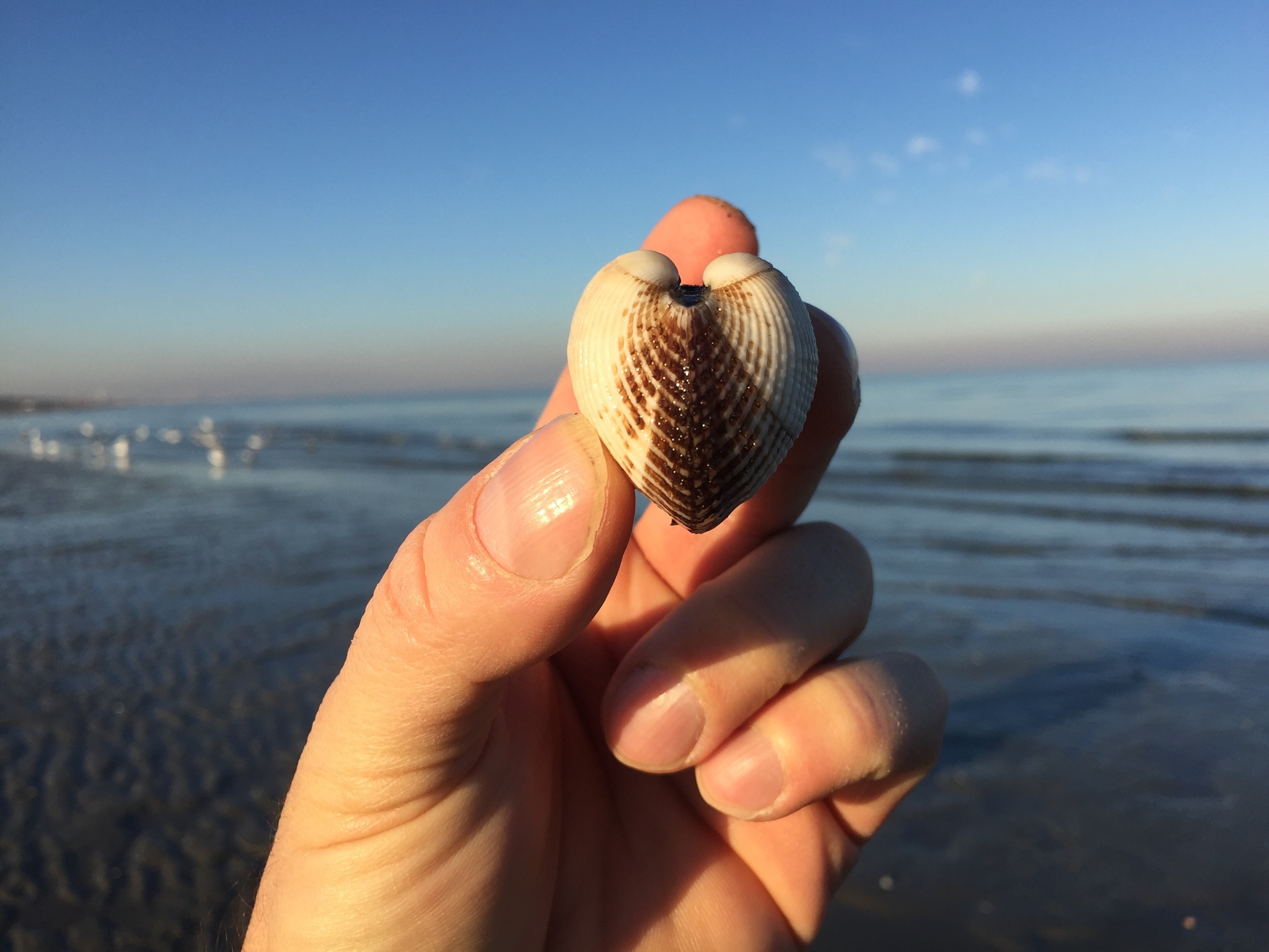 Anadara inaequivalvis (Bruguière, 1789)