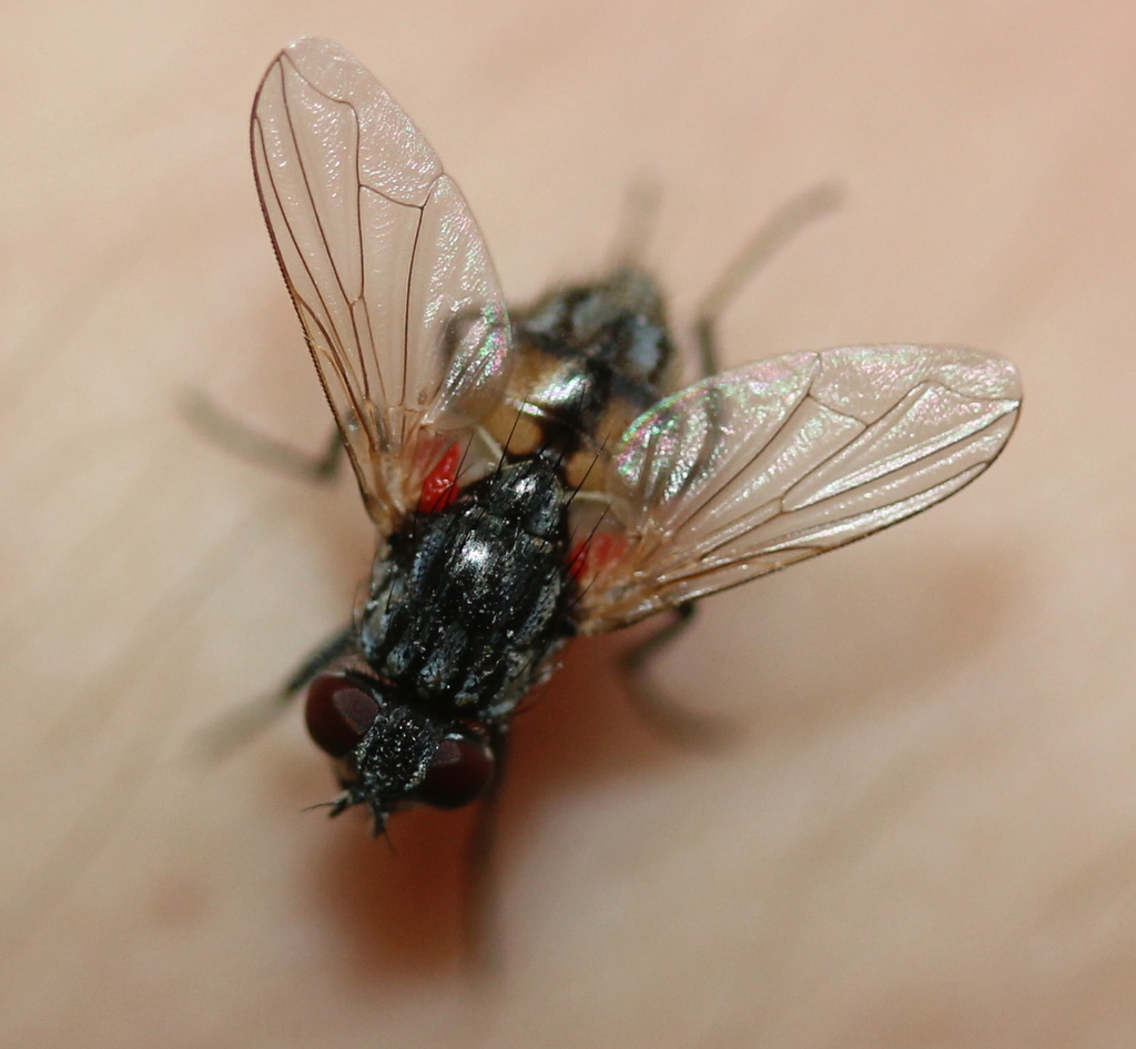 Common House Fly from Pine Valley Dr, Champaign, IL 61822, USA on ...