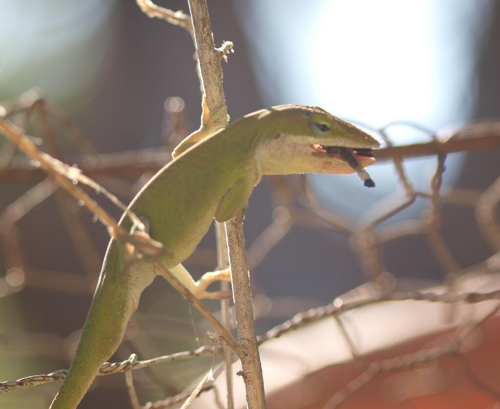 Green Anole from Hays County, TX, USA on July 12, 2023 at 09:34 AM by ...