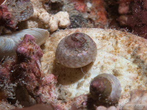 Swollen Topshell (Gibbula tumida) · iNaturalist