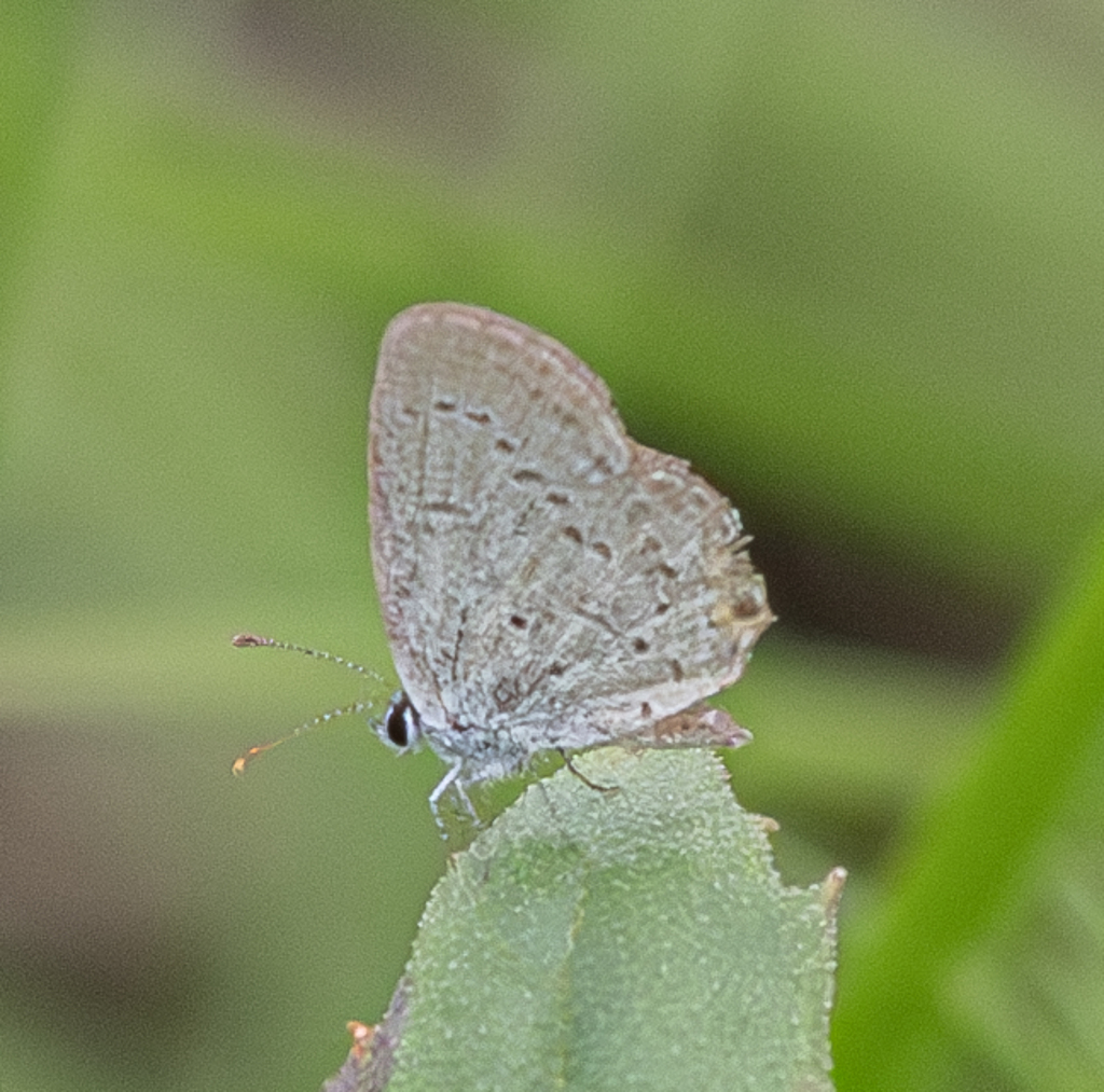Spring Azure from Lunenburg County, VA, USA on July 10, 2023 at 10:23 ...