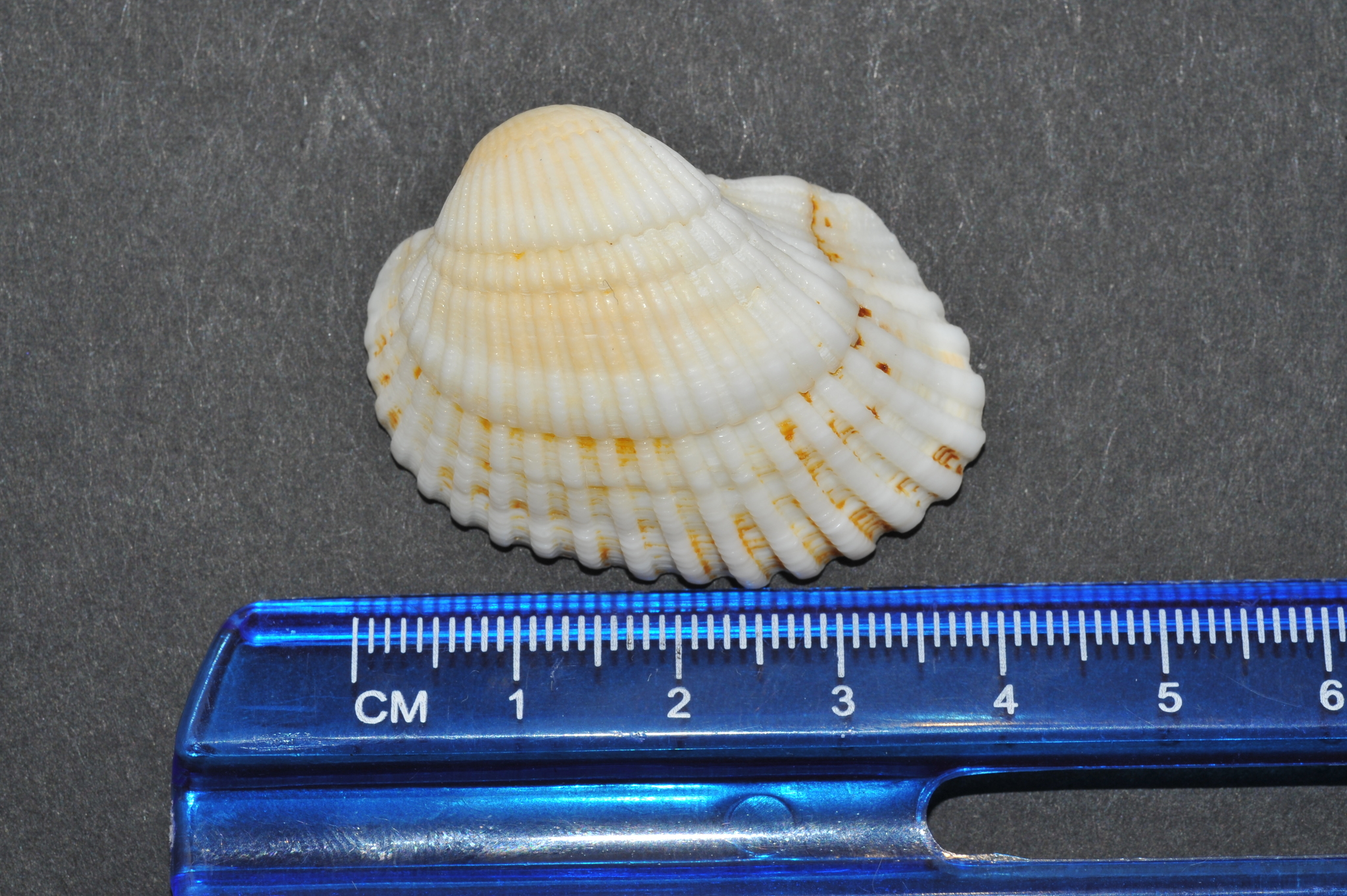 Anadara notabilis (Röding, 1798)