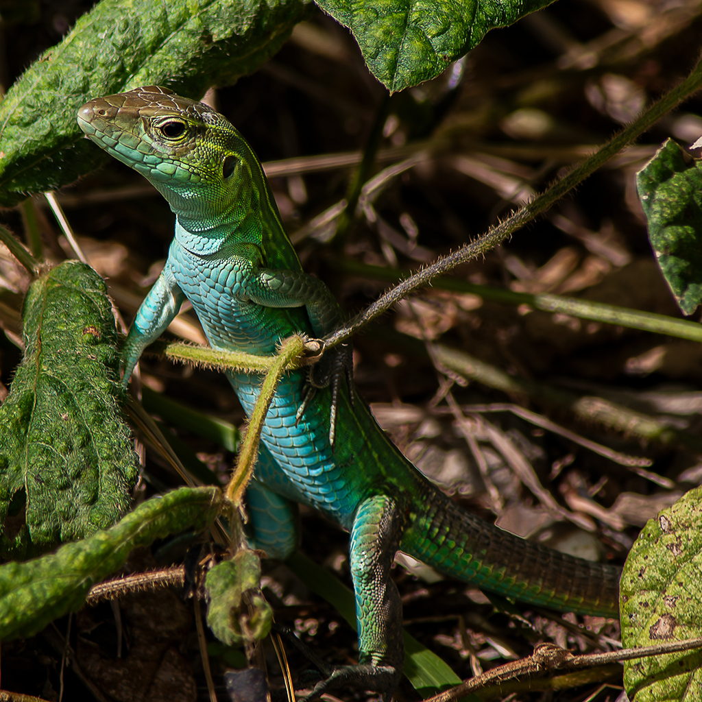 Vivid Blue Rainbow Lizard from Providencia and Santa Catalina Islands ...