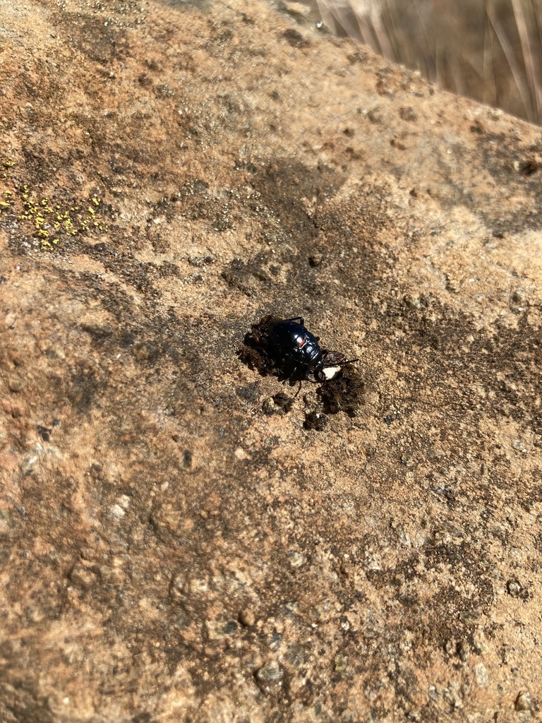 Winged and Once-winged Insects from Cave Junction, OR, US on July 11 ...