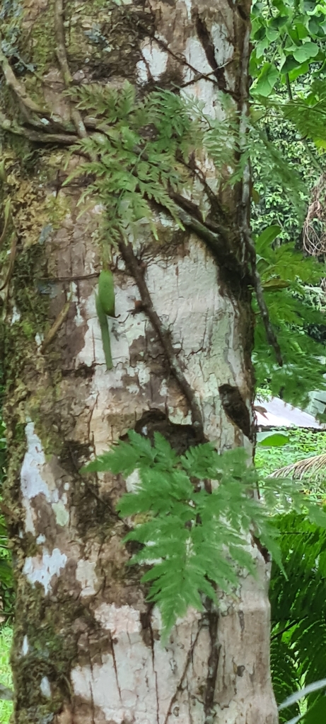 rabbit's foot fern from Northern Division, Fiji on July 12, 2023 at 11: ...