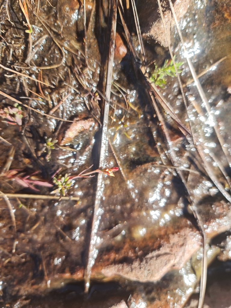flowering plants from Merafong City Local Municipality, South Africa on ...