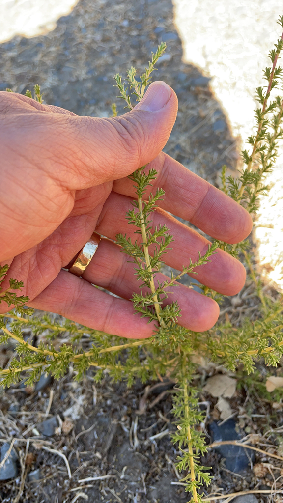 tarweeds from Sunol on July 12, 2023 at 09:27 AM by Chris Sulots ...