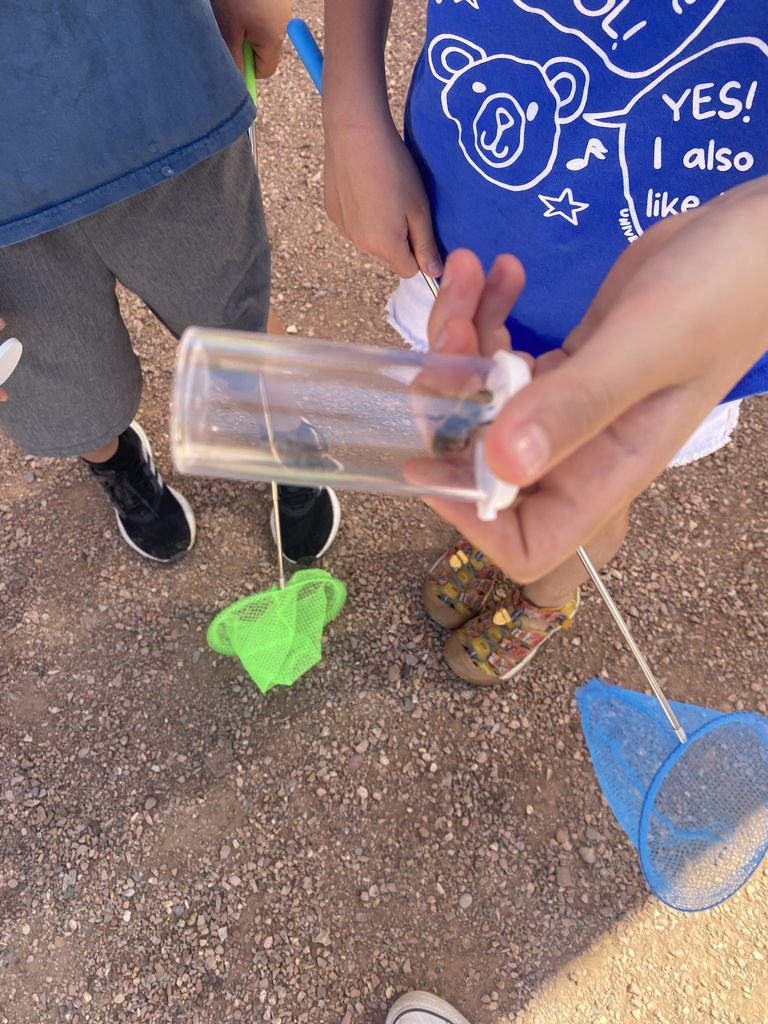 Butterflies and Moths from The University of Utah, Salt Lake City, UT ...