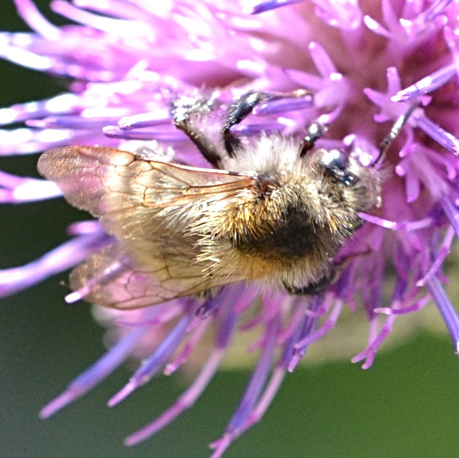 Common Carder Bumble Bee from 468 12 Bedřichov, Česko on July 9, 2023 ...