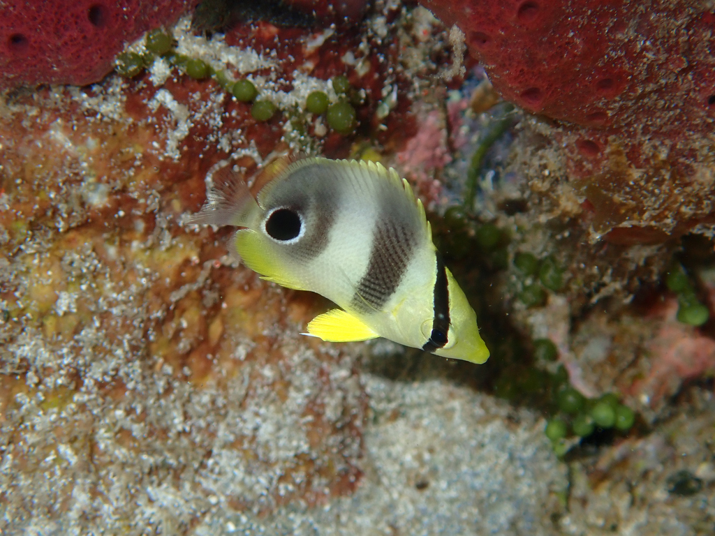 Four-eyed Butterflyfish from St John 00830, USVI on June 30, 2023 at 10 ...