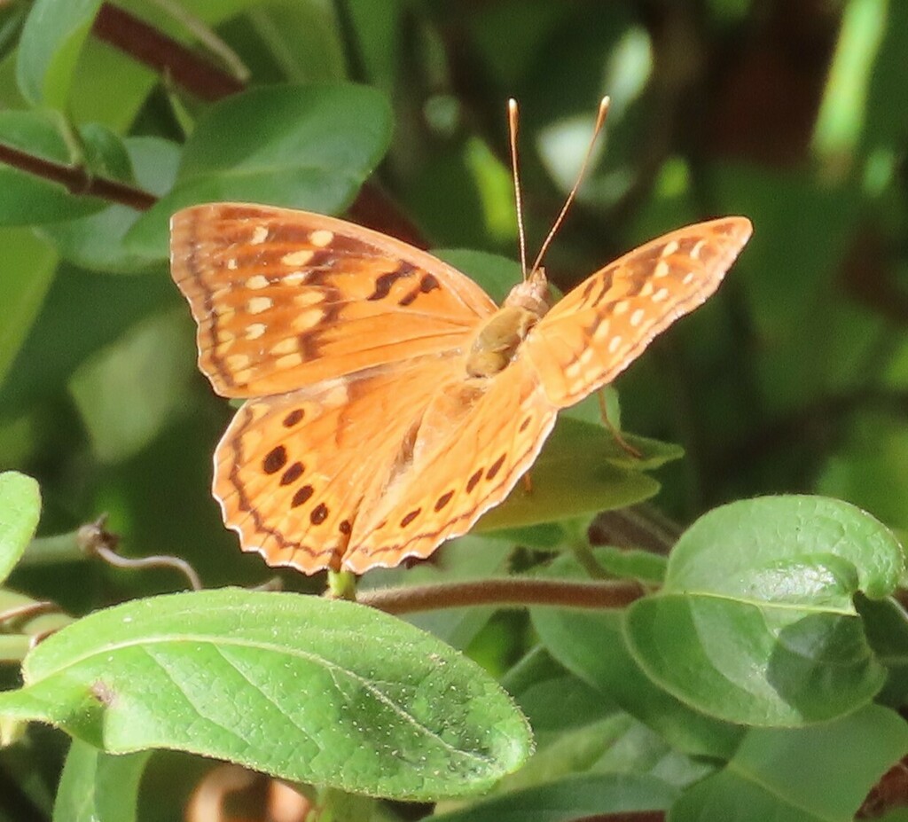 Tawny Emperor from Harris County, TX, USA on July 11, 2023 at 08:49 AM ...