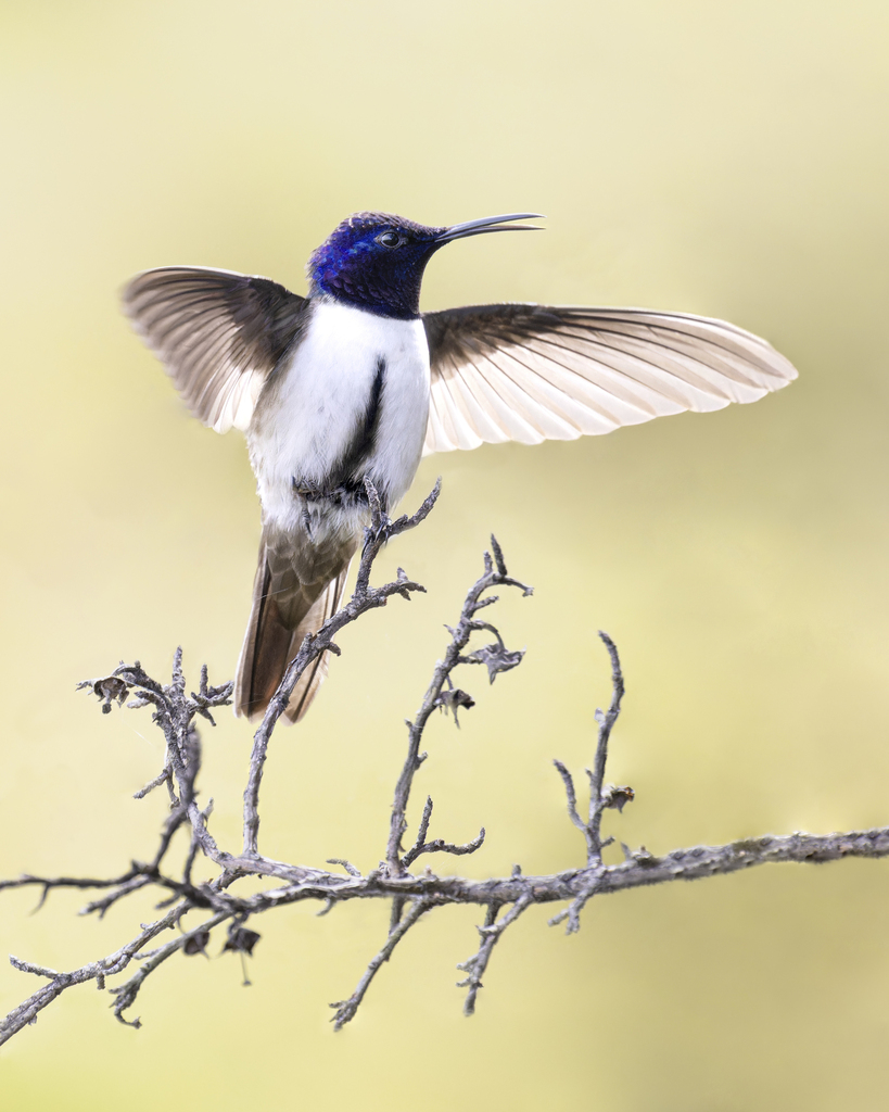 Ecuadorian Hillstar (Oreotrochilus chimborazo) - Avian Discovery