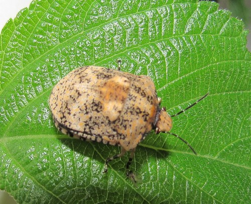 Kernegaster pinguis · iNaturalist