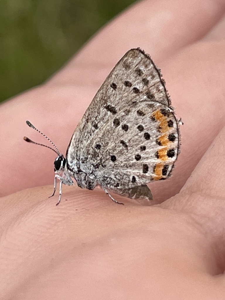 Greenish Blue From Fort Ord National Monument Salinas CA US On July greenish-blue-from-fort-ord-national-monument-salinas-ca-us-on-july