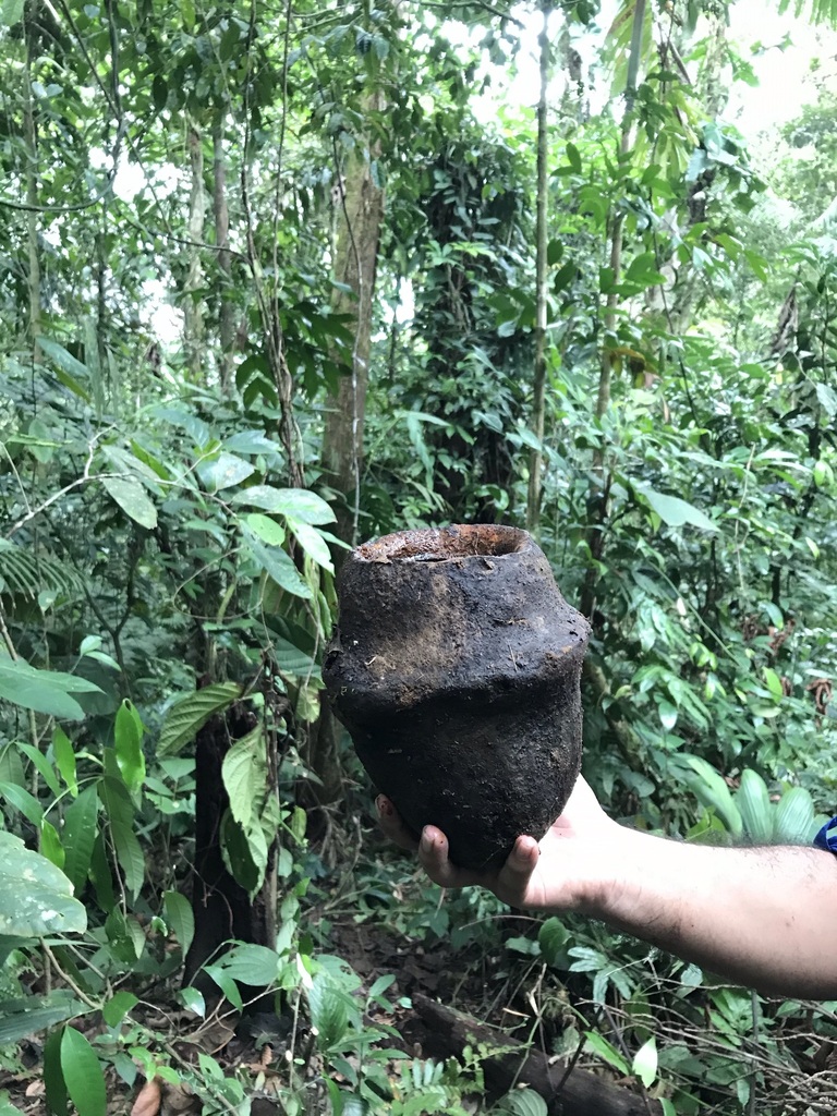 Lecythis ampla from Guna Yala, Panama on April 11, 2021 at 05:11 PM by ...