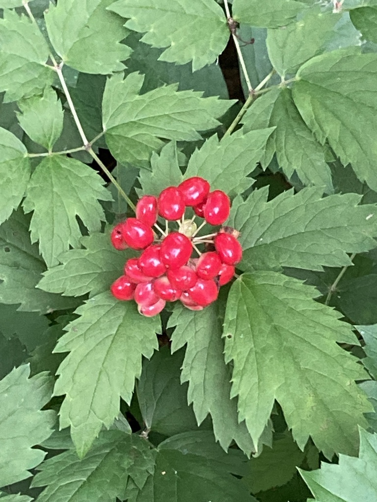 red baneberry in July 2023 by mnst · iNaturalist