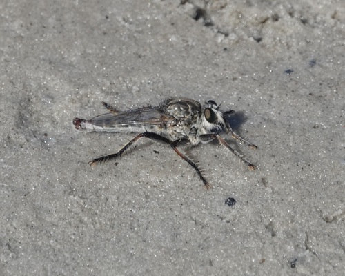 Proctacanthella robusta · iNaturalist