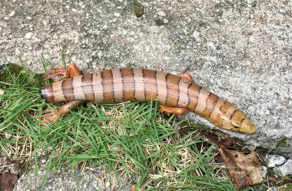 Banded Galliwasp from Santa Cruz Cabrália - BA, Brasil on July 12, 2023 ...