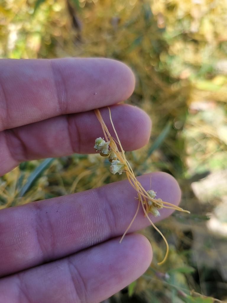 Field Dodder from Pittsburg, CA, USA on July 12, 2023 at 11:30 AM by Rachel Miller · iNaturalist